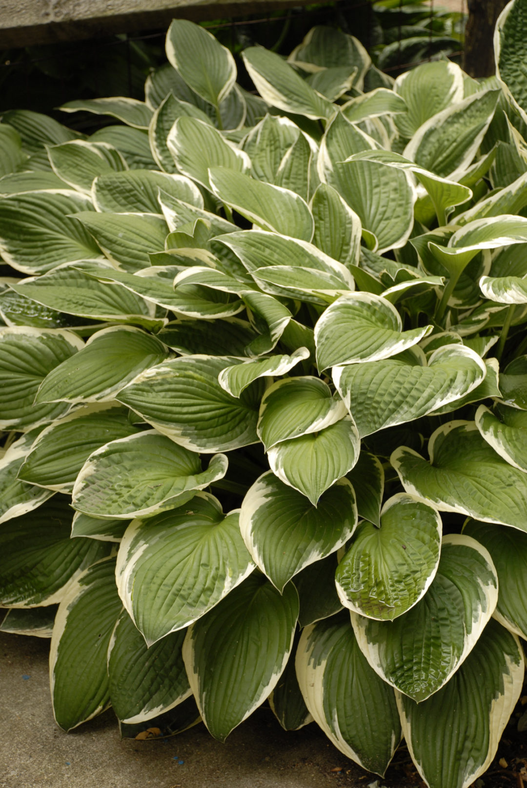 Hosta ‘Francee’ | Kiefer Nursery: Trees, Shrubs, Perennials