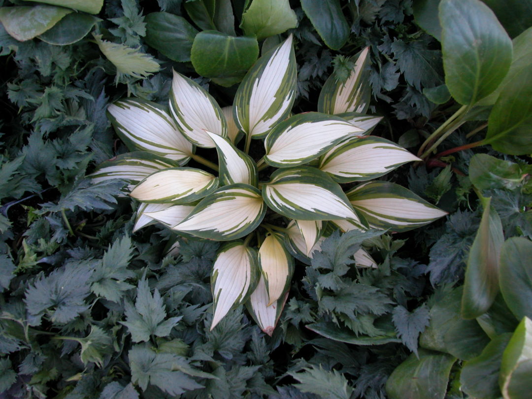 Hosta 'Remember Me' - Kiefer Nursery: Trees, Shrubs, Perennials
