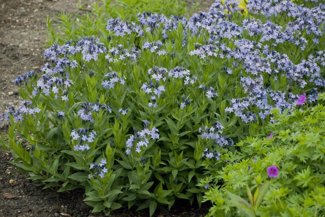 Amsonia 'Blue Ice' - Kiefer Nursery: Trees, Shrubs, Perennials