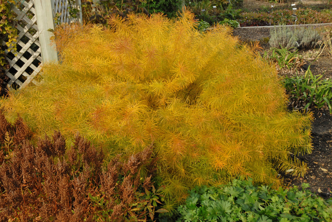 Amsonia hubrichtii - Kiefer Nursery: Trees, Shrubs, Perennials