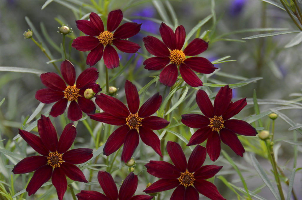 Coreopsis ‘Red Satin’ PPAF | Kiefer Nursery: Trees, Shrubs, Perennials