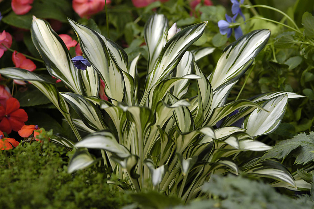 Hosta 'Fireworks' - Kiefer Nursery: Trees, Shrubs, Perennials