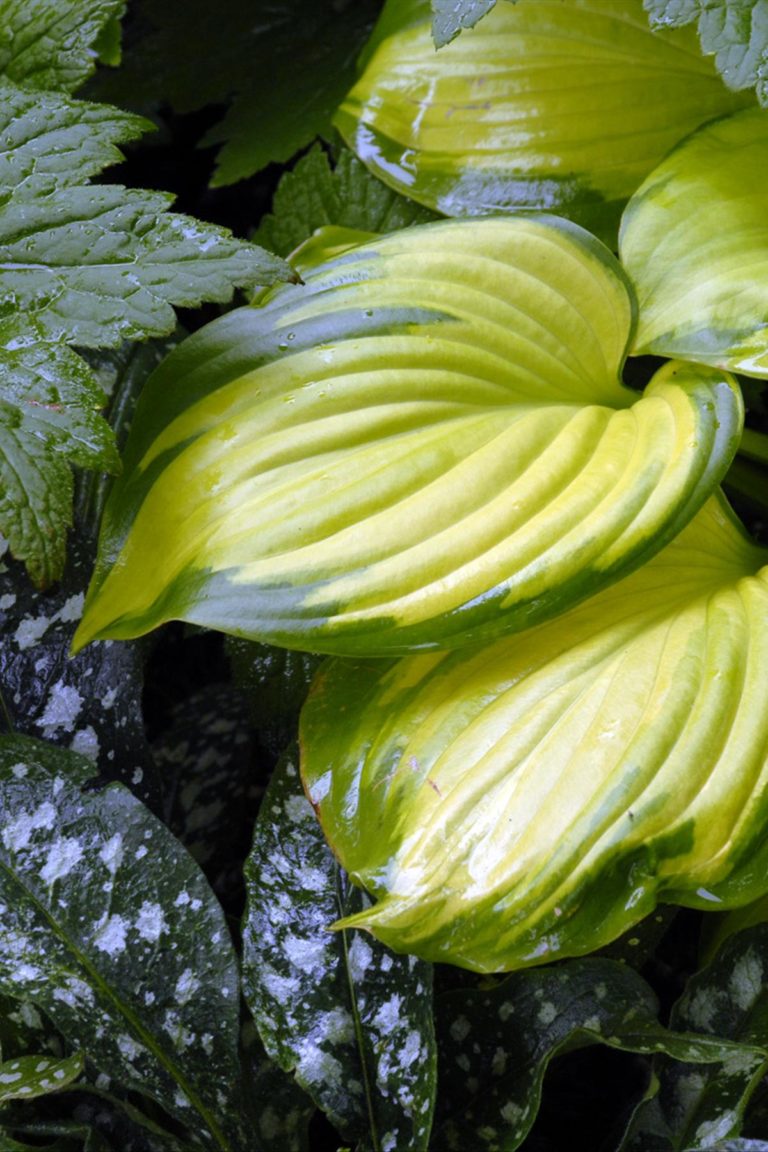 Hosta 'Stained Glass' - Kiefer Nursery: Trees, Shrubs, Perennials