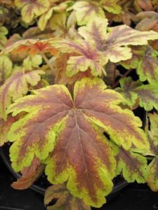 Heucherella ‘Gold Zebra’ | Kiefer Nursery: Trees, Shrubs, Perennials