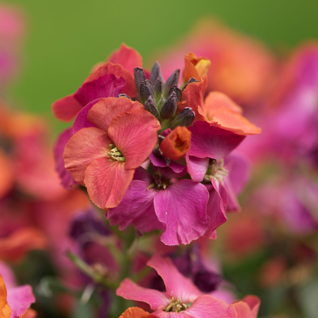 Erysimum 'Winter Orchid' - Kiefer Nursery: Trees, Shrubs, Perennials