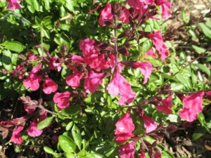 Salvia greggii 'Wild Thing' - Kiefer Nursery: Trees, Shrubs, Perennials