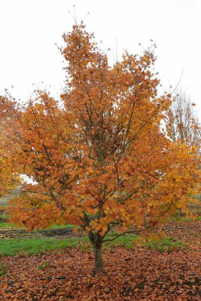 Acer palmatum 'Hogyoku' - Kiefer Nursery: Trees, Shrubs, Perennials