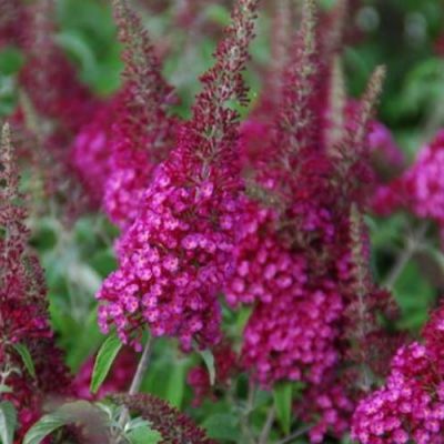 Shrubs | Kiefer Nursery: Trees, Shrubs, Perennials