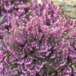 Erica x darleyensis 'Mediterranean Pink' - Kiefer Nursery: Trees ...
