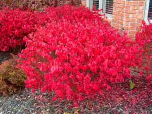 Euonymus alatus 'Odom' Little Moses Burning Bush - Kiefer Nursery ...