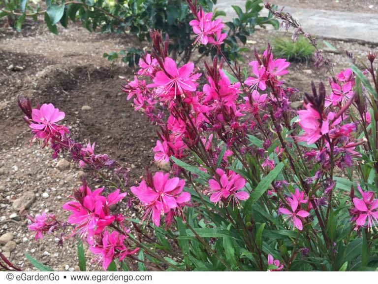 Gaura lindheimeri 'Belleza Dark Pink' - Kiefer Nursery: Trees, Shrubs ...