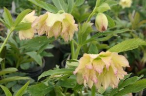 Helleborus Wedding Party® 'First Dance' - Kiefer Nursery: Trees, Shrubs ...