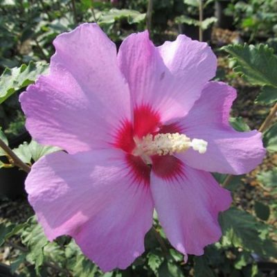 Hibiscus syriacus ‘Minerva’ | Kiefer Nursery: Trees, Shrubs, Perennials