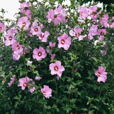 Hibiscus syriacus ‘Minerva’ | Kiefer Nursery: Trees, Shrubs, Perennials