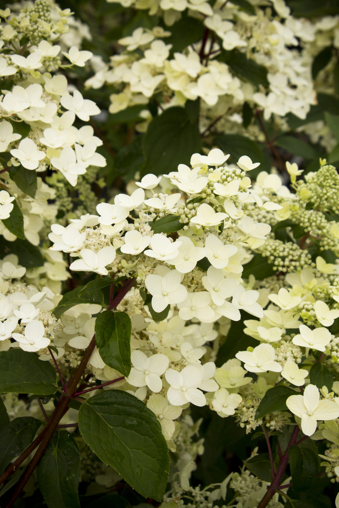 Hydrangea paniculata Fire and Ice™ - Kiefer Nursery: Trees, Shrubs ...