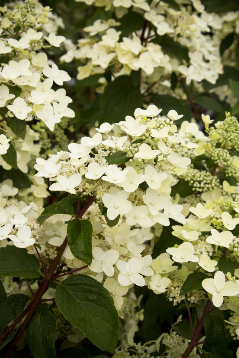 Hydrangea paniculata Fire and Ice™ - Kiefer Nursery: Trees, Shrubs ...