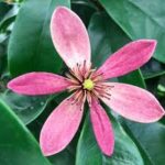 Magnolia x 'Stellar Ruby' - Kiefer Nursery: Trees, Shrubs, Perennials