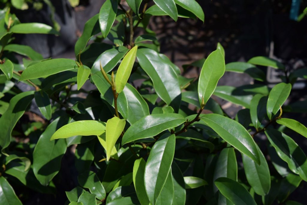 Magnolia x 'Stellar Ruby' - Kiefer Nursery: Trees, Shrubs, Perennials