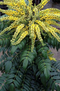 Mahonia x hortensis 'Marvel' - Kiefer Nursery: Trees, Shrubs, Perennials