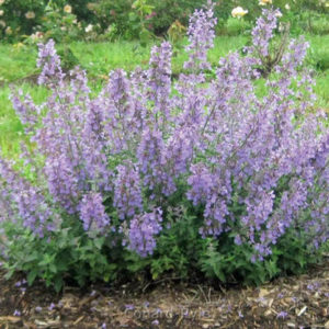 Nepeta x faassenii 'Novanepjun' (Junior Walker) - Kiefer Nursery: Trees ...