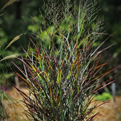 Panicum virgatum 'Hot Rod' - Kiefer Nursery: Trees, Shrubs, Perennials