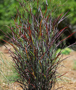 Panicum virgatum ‘Hot Rod’ | Kiefer Nursery: Trees, Shrubs, Perennials