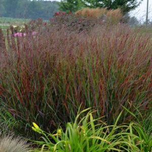 Panicum virgatum 'Hot Rod' - Kiefer Nursery: Trees, Shrubs, Perennials