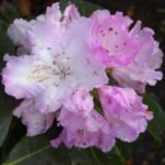 Rhododendron 'Mrs. Charles Pearson' - Kiefer Nursery: Trees, Shrubs ...