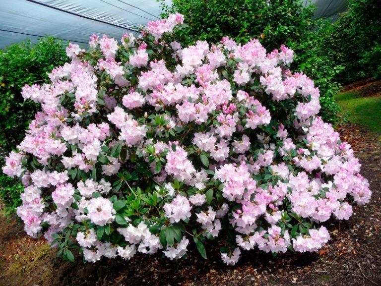 Rhododendron 'Mrs. Charles Pearson' - Kiefer Nursery: Trees, Shrubs ...