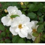 Rosa 'Radwhite' (White Knockout Rose®) - Kiefer Nursery: Trees, Shrubs ...