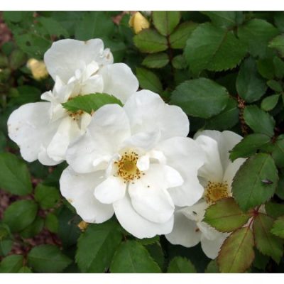 Rosa 'Radwhite' (White Knockout Rose®) - Kiefer Nursery: Trees, Shrubs ...