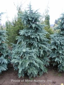 Cedrus deodara 'Devinely Blue' - Kiefer Nursery: Trees, Shrubs, Perennials