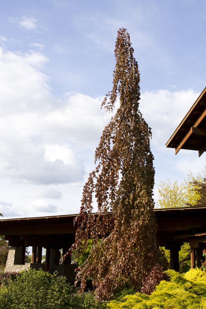 Fagus sylvatica 'Purple Fountain' - Kiefer Nursery: Trees, Shrubs ...