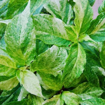 Hydrangea paniculata 'Yuki gessho' - Kiefer Nursery: Trees, Shrubs, Perennials