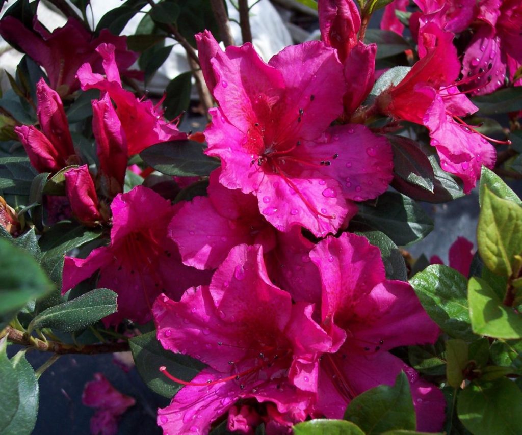 Azalea 'Red Formosa' - Kiefer Nursery: Trees, Shrubs, Perennials