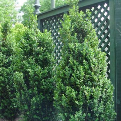 Buxus sempervirens 'Green Pillar' - Kiefer Nursery: Trees, Shrubs ...