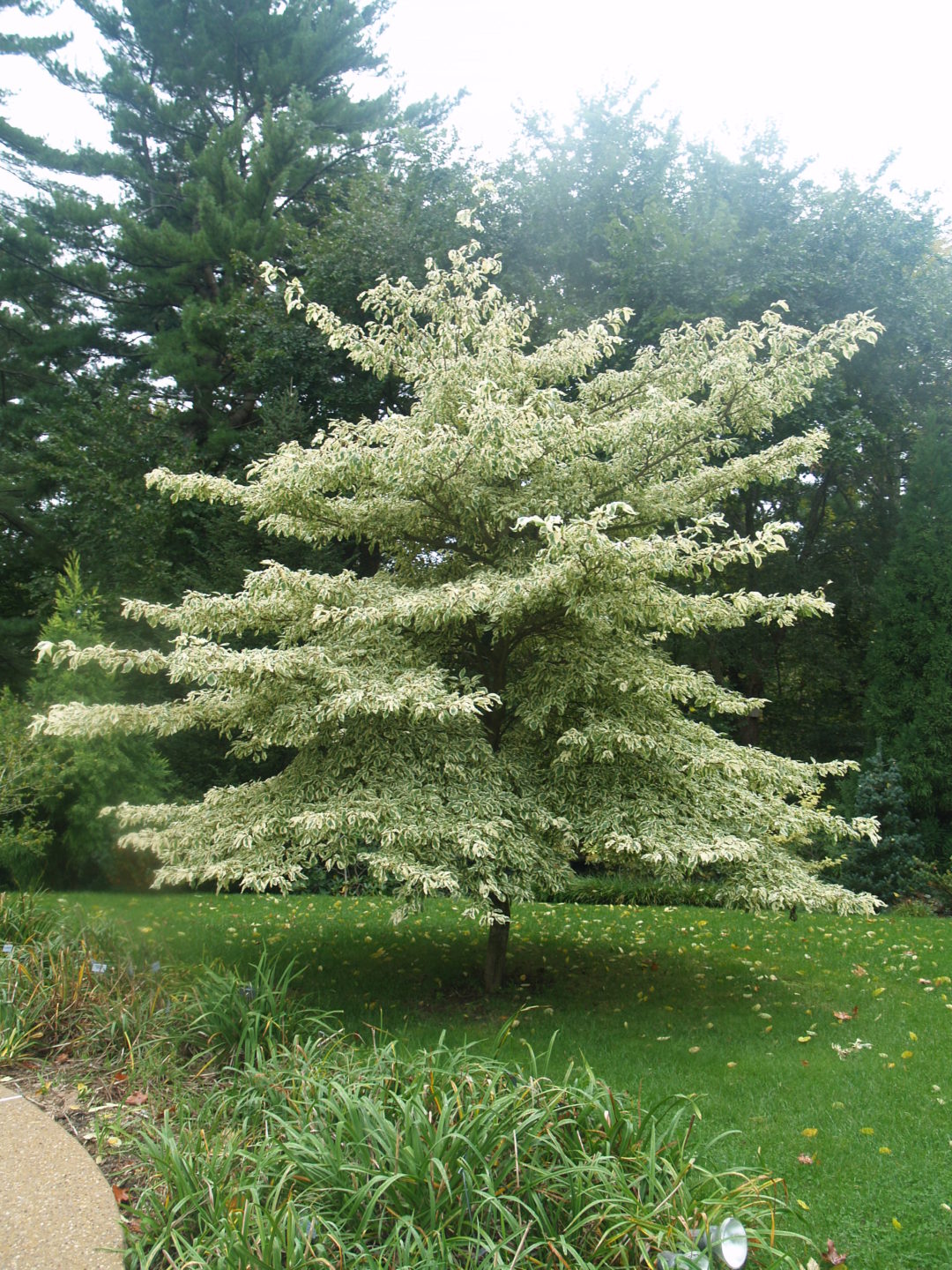 Cornus controversa ‘Variegata’ | Kiefer Nursery: Trees, Shrubs, Perennials