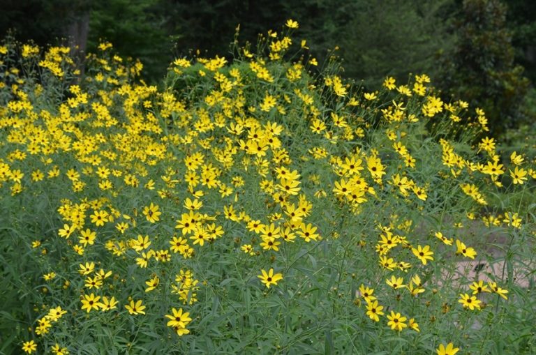 Coreopsis tripteris ‘Gold Standard’ | Kiefer Nursery: Trees, Shrubs ...