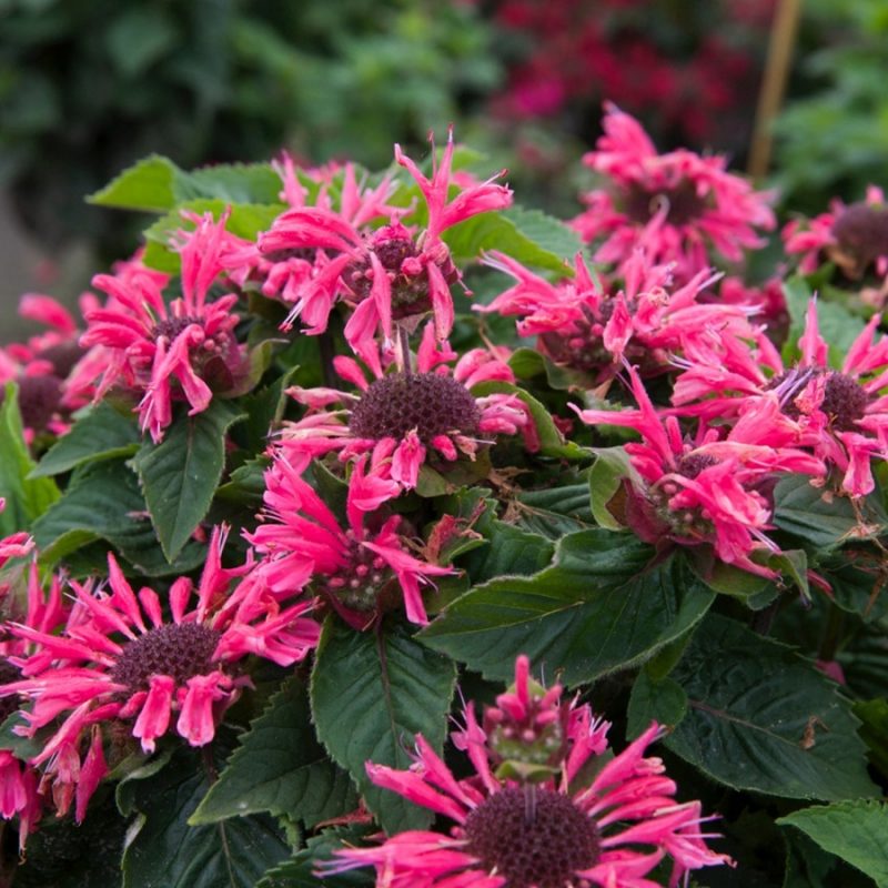 Monarda 'Bee Merry' - Kiefer Nursery: Trees, Shrubs, Perennials
