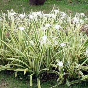 Hymenocallis caribea 'Variegata' - Kiefer Nursery: Trees, Shrubs ...