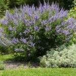 Vitex agnus-castus 'Delta Blues' - Kiefer Nursery: Trees, Shrubs ...