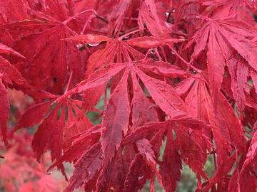 Trees | Kiefer Nursery: Trees, Shrubs, Perennials