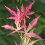 Acer palmatum 'Wakehurst Pink' - Kiefer Nursery: Trees, Shrubs, Perennials