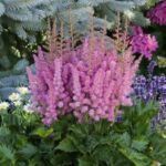 Astilbe chinensis ‘Little Visions in Pink’ | Kiefer Nursery: Trees ...