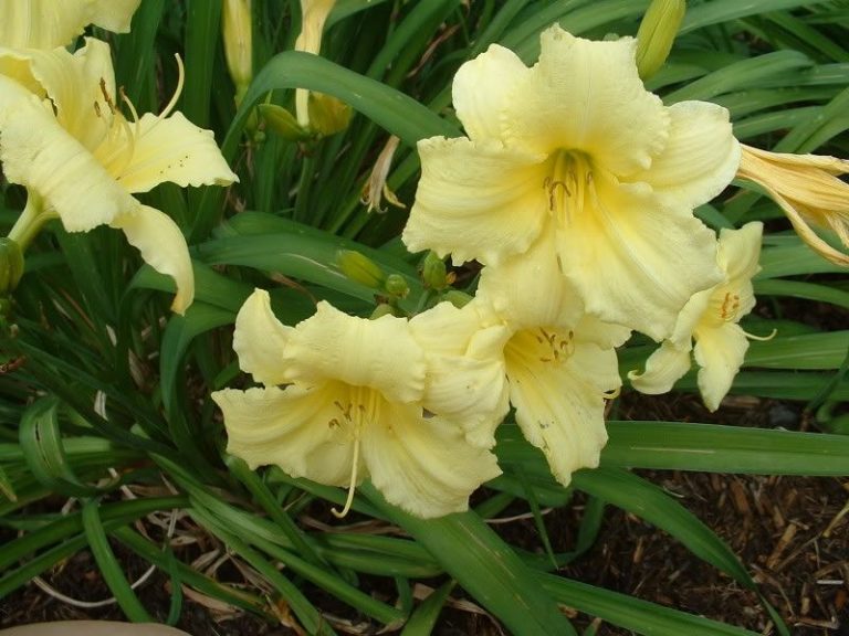 Hemerocallis 'Stella Supreme' - Kiefer Nursery: Trees, Shrubs, Perennials