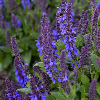 Salvia x nemorosa 'Violet Profusion' - Kiefer Nursery: Trees, Shrubs ...