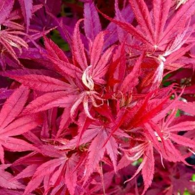 Acer palmatum ‘Pixie’ | Kiefer Nursery: Trees, Shrubs, Perennials