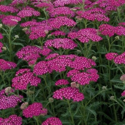 Achillea millefolium 'New Vintage Violet' - Kiefer Nursery: Trees ...