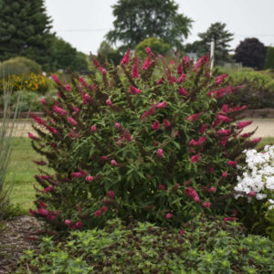 Buddleia Monarch® 'Prince Charming' - Kiefer Nursery: Trees, Shrubs ...
