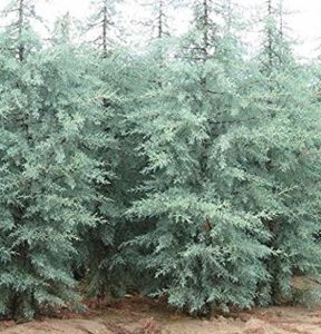 Cupressus arizonica 'Blue Ice' - Kiefer Nursery: Trees, Shrubs, Perennials